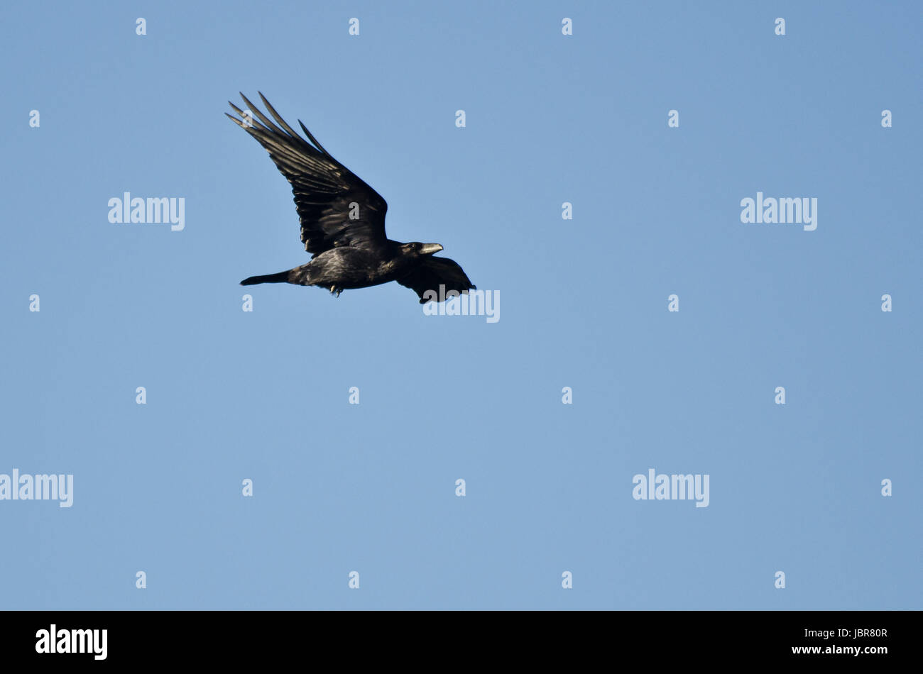 Black Raven Flying in a Blue Sky Stock Photo - Alamy