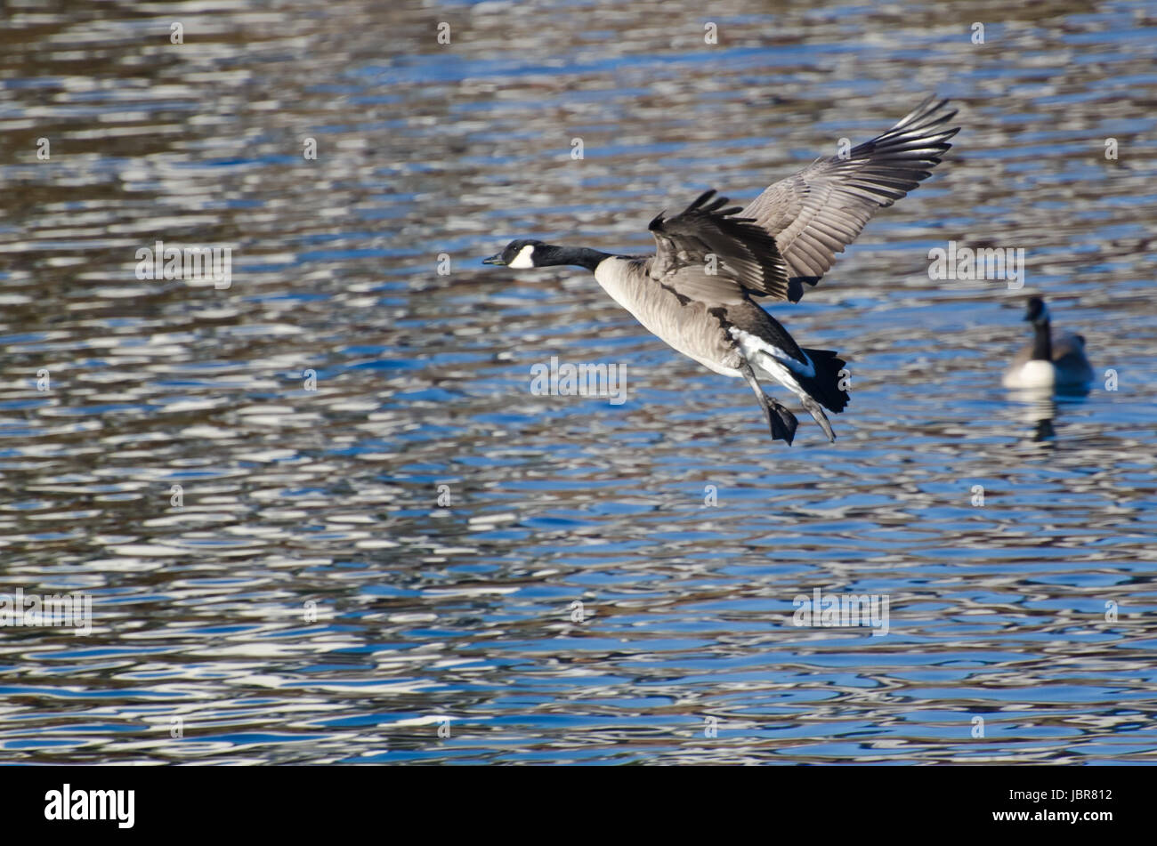 Canada Geese Flying Over Water Stock Photo - Alamy