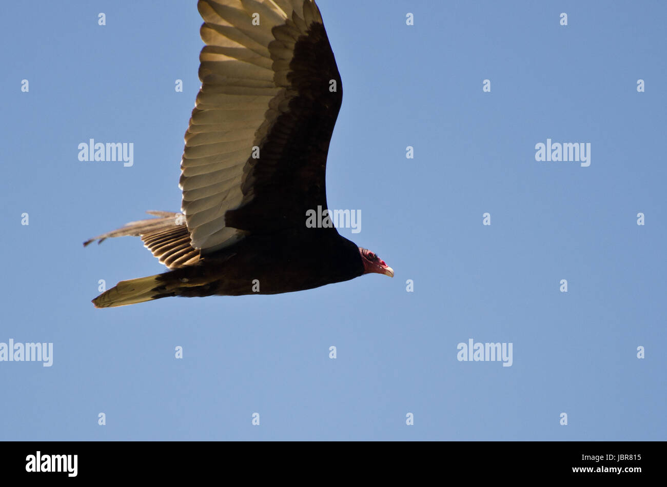 Turkey Vulture Flying in a Blue Sky Stock Photo - Alamy