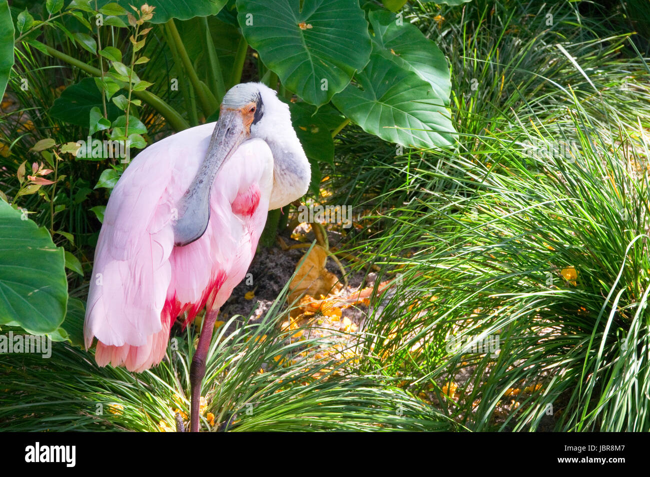 roseate spoonbill,roseate spoonbill,bird,genus,species,pink,white,spoon ...