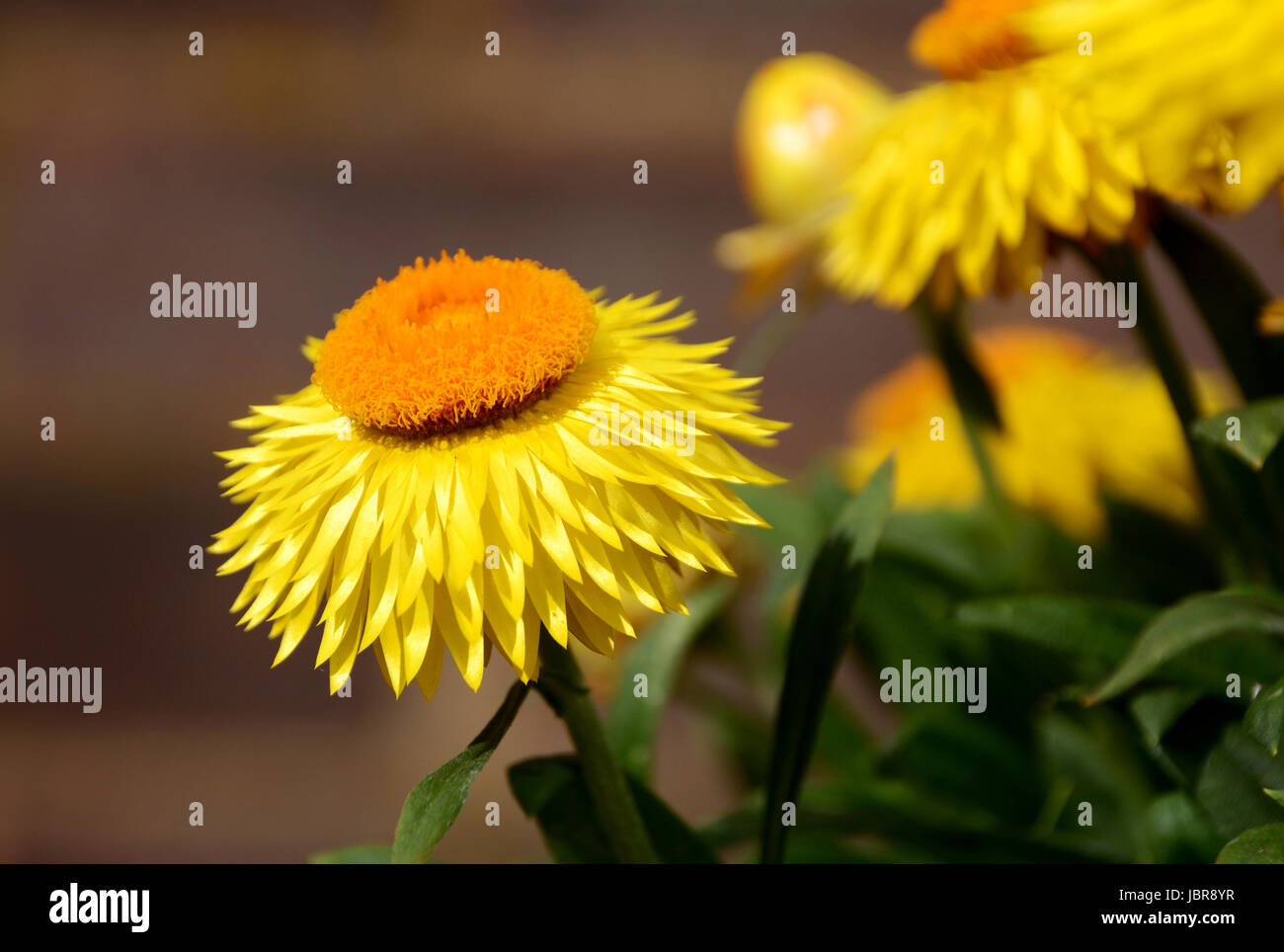 Bright yellow and orange strawflower (bracteantha) flowers Stock Photo ...