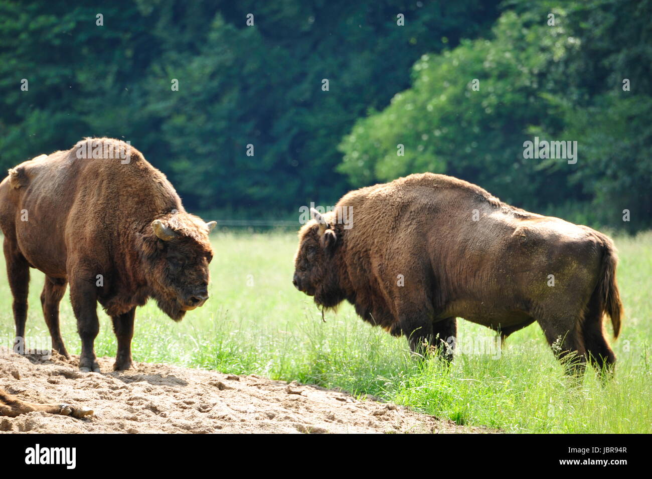 European Bison Wisent (Bison bonasus Stock Photo - Alamy