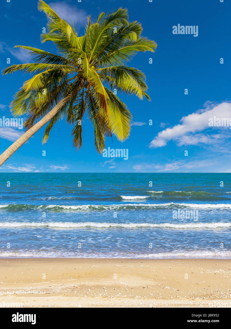Beach with coconut tree on summer Stock Photo - Alamy