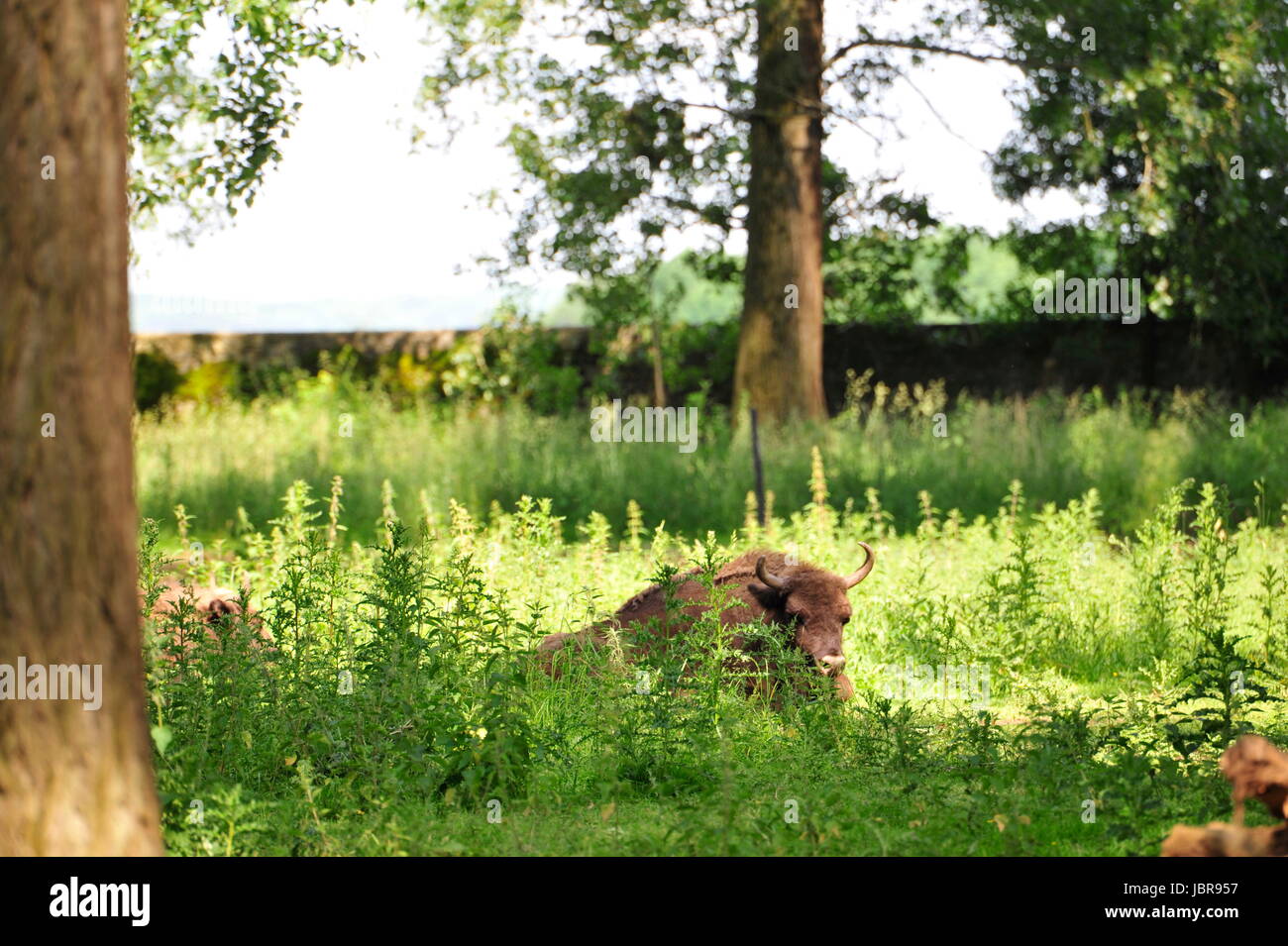 Eurasian elk (Europe Stock Photo - Alamy
