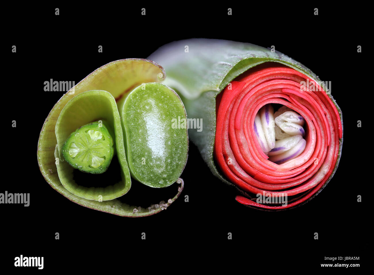 Flower bud cross section hi-res stock photography and images - Alamy