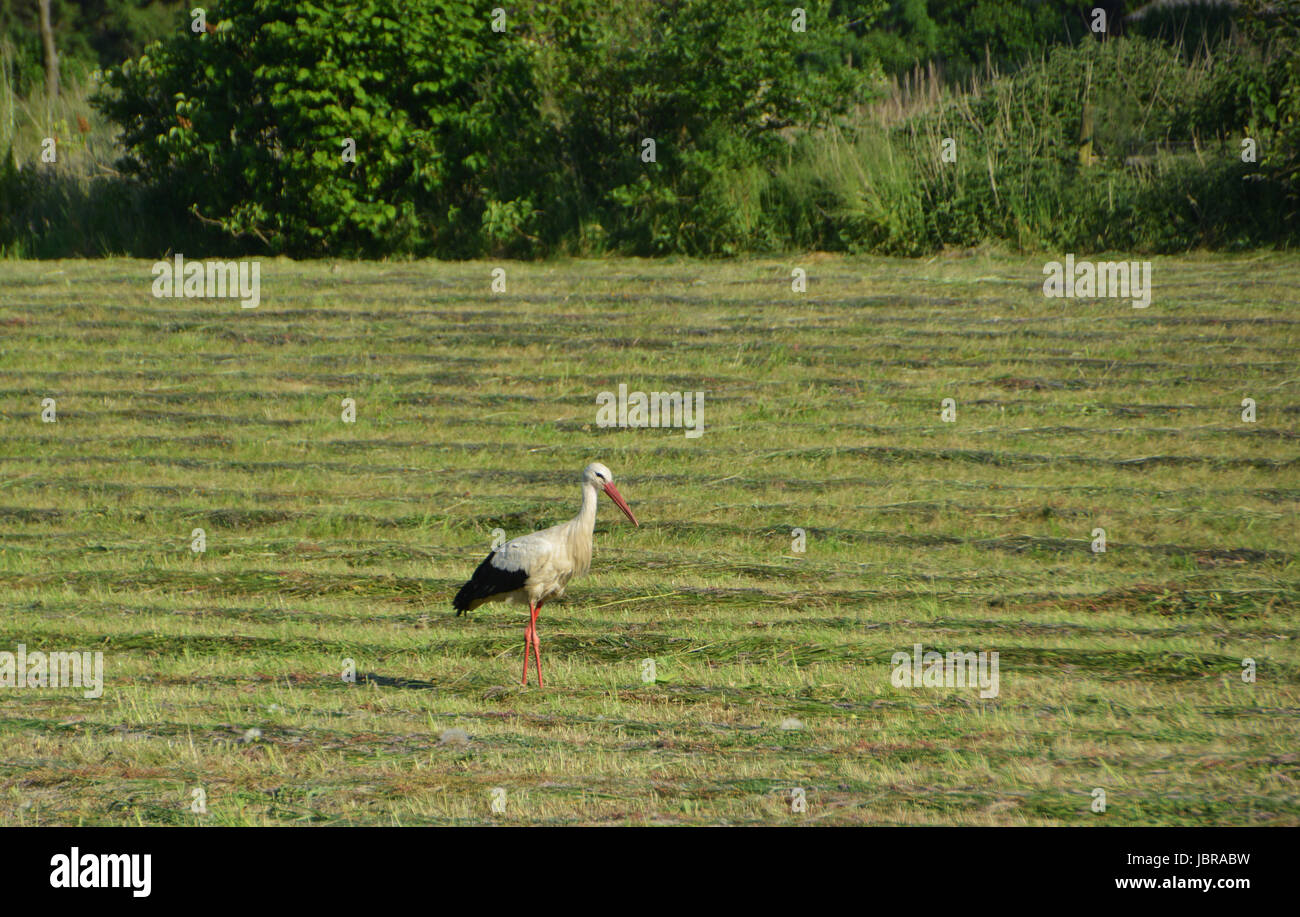strut birds of passage Stock Photo - Alamy