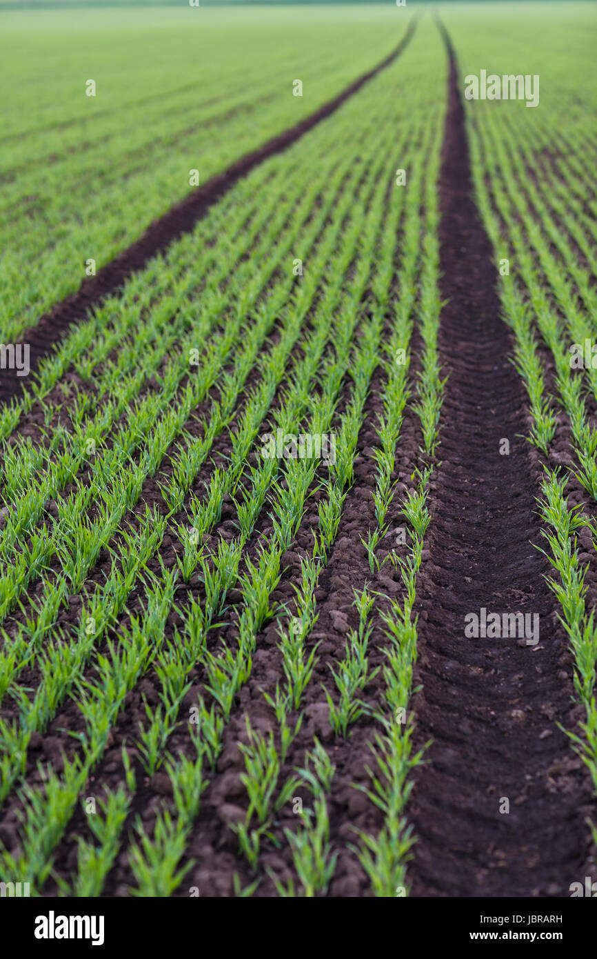 Converging lines of agricultural landscape Stock Photo - Alamy