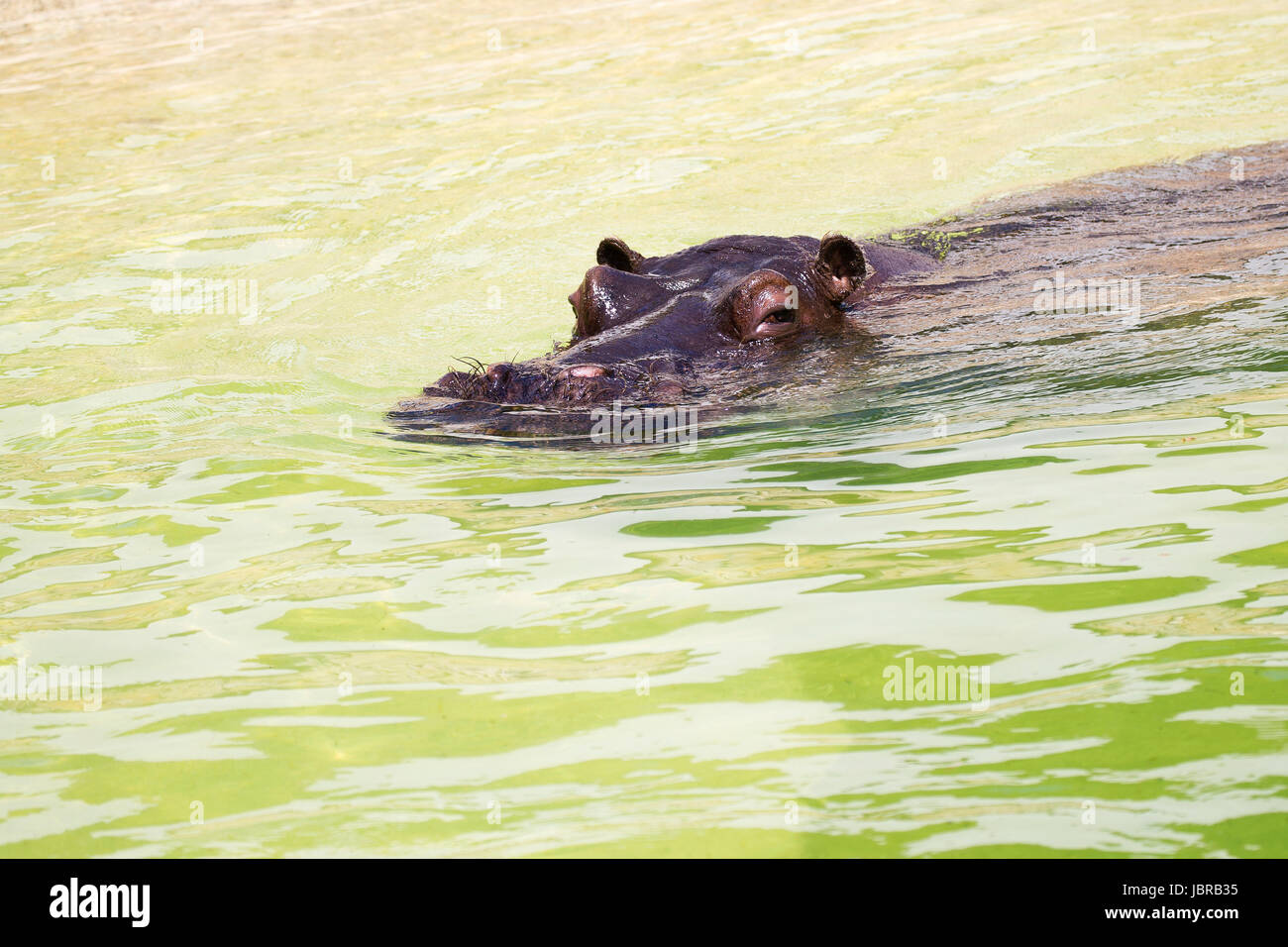 hippopotamus floating in the water Stock Photo - Alamy