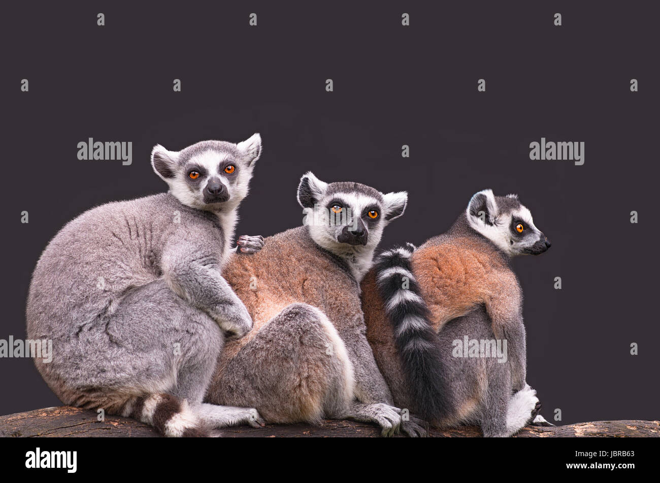 Monkey madagascar 3 hi-res stock photography and images - Alamy