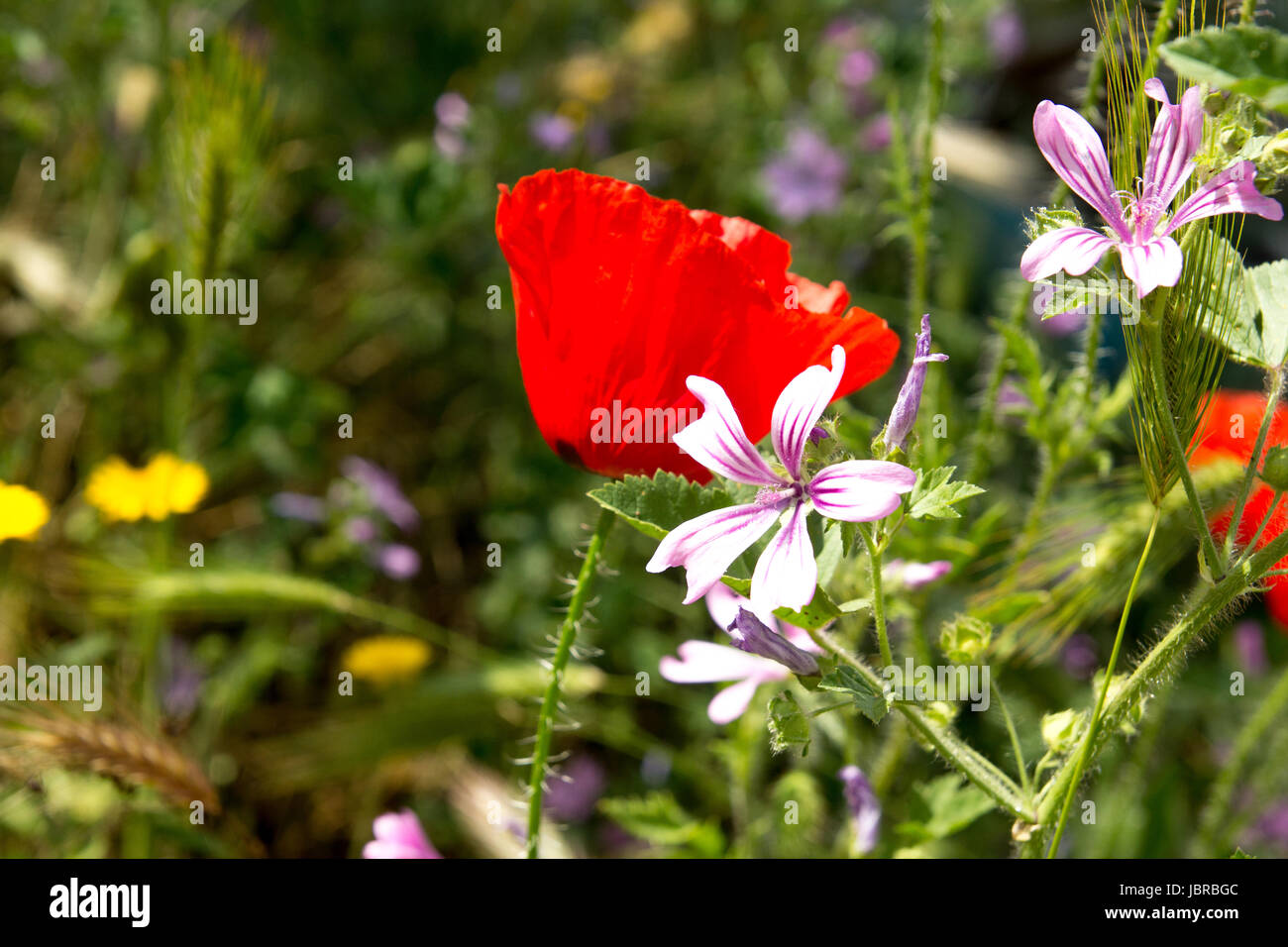Wild flower garden with poppies with morning sunlight Stock Photo - Alamy