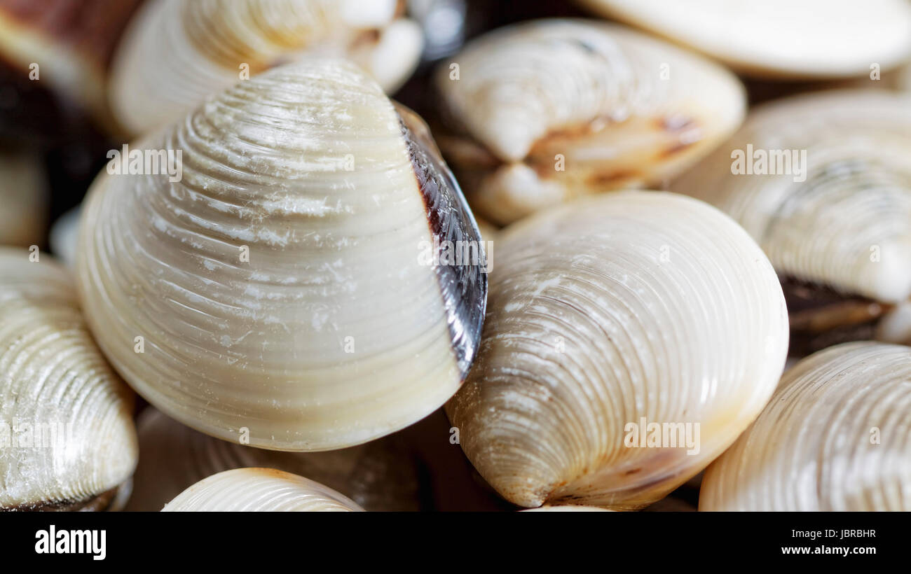fresh clams on white background Stock Photo - Alamy