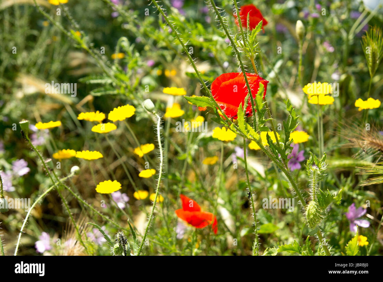 Wild flower garden with poppies with morning sunlight Stock Photo - Alamy
