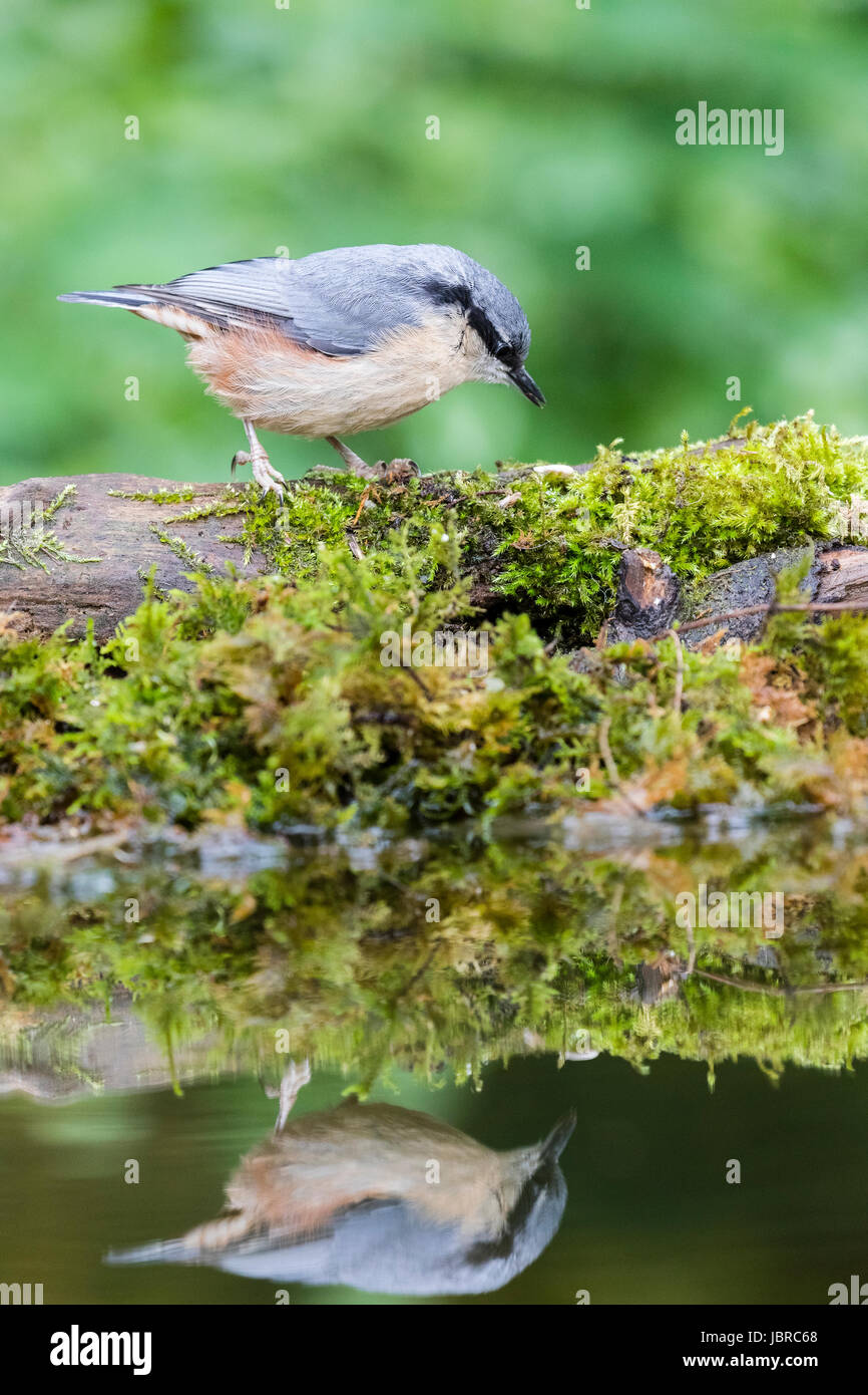 European nuthatch in spring Stock Photo - Alamy
