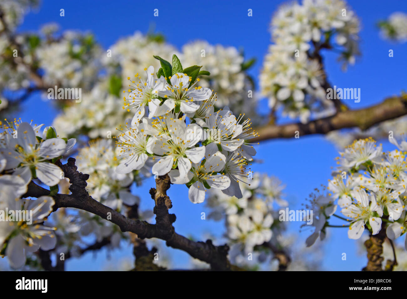 Beautiful flowering plums tree in your spring looks Stock Photo - Alamy