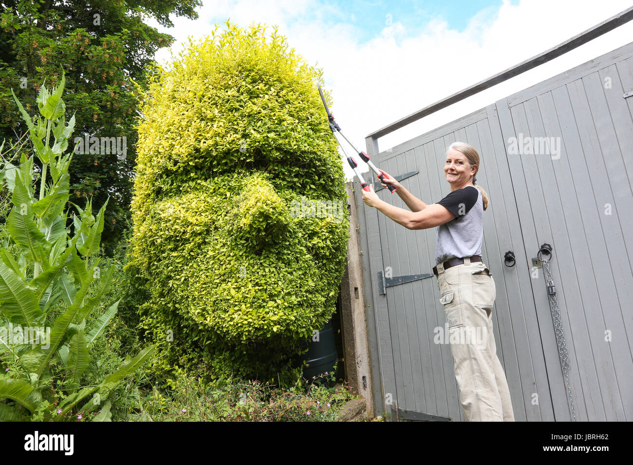 A woman gardener tends to her privet hedge topiary in the shape of a ...