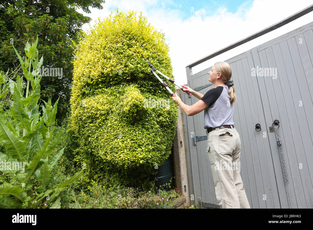 Trimming privet hi-res stock photography and images - Alamy