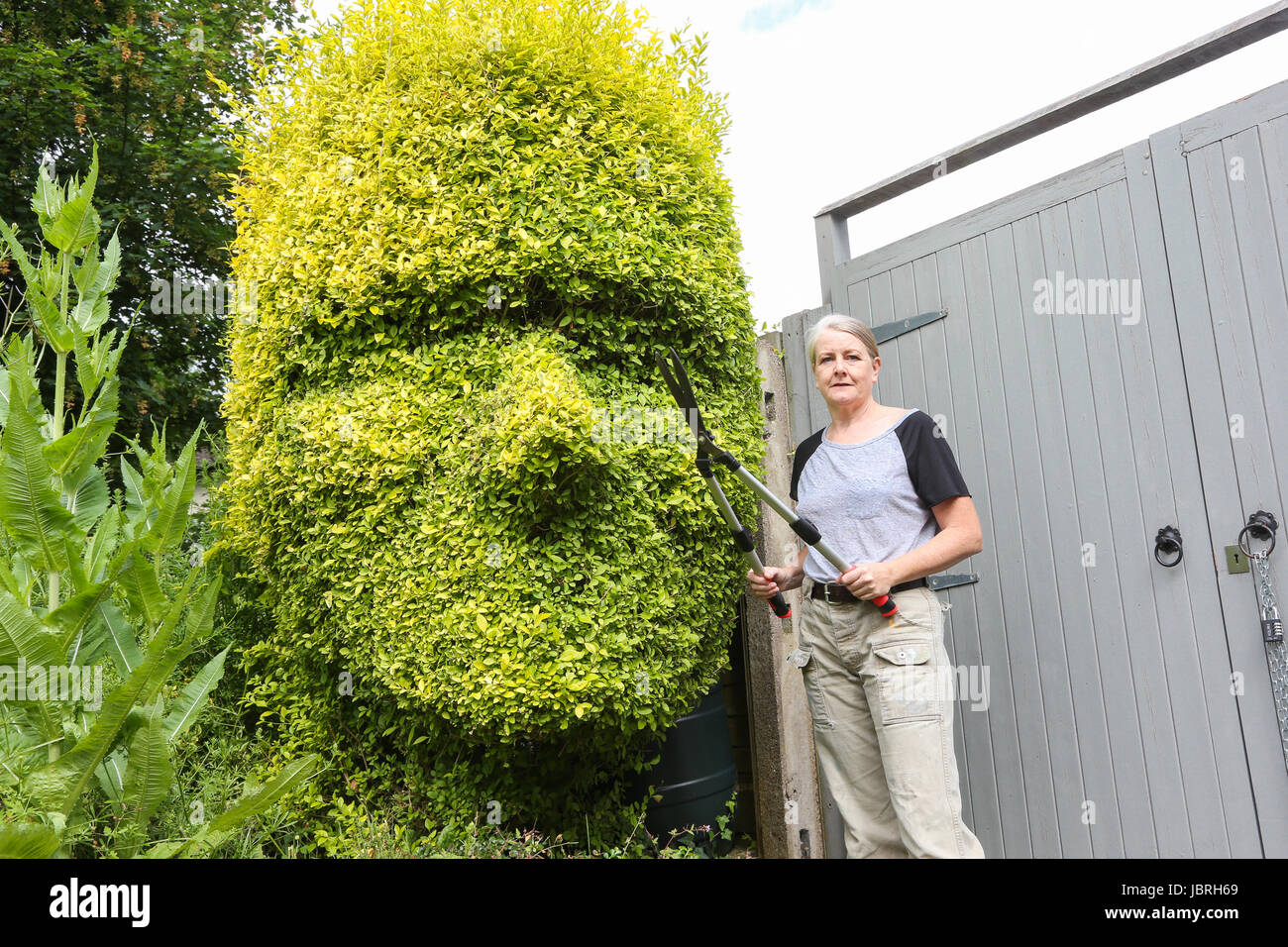 A woman gardener tends to her privet hedge topiary in the shape of a ...