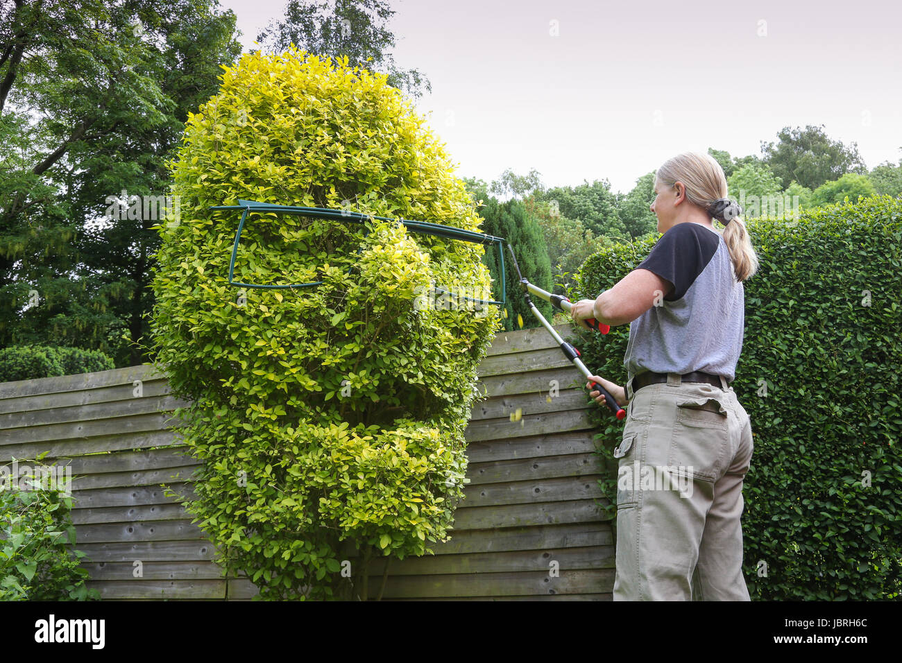 A woman gardener tends to her privet hedge topiary in the shape of a ...