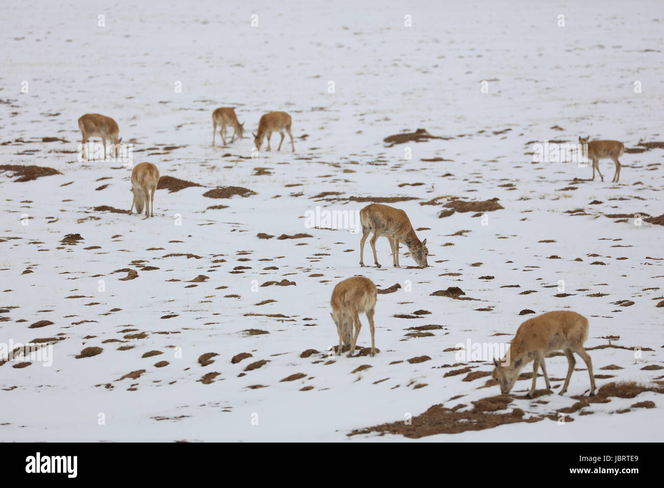 Tibetan antelope china hi-res stock photography and images - Alamy