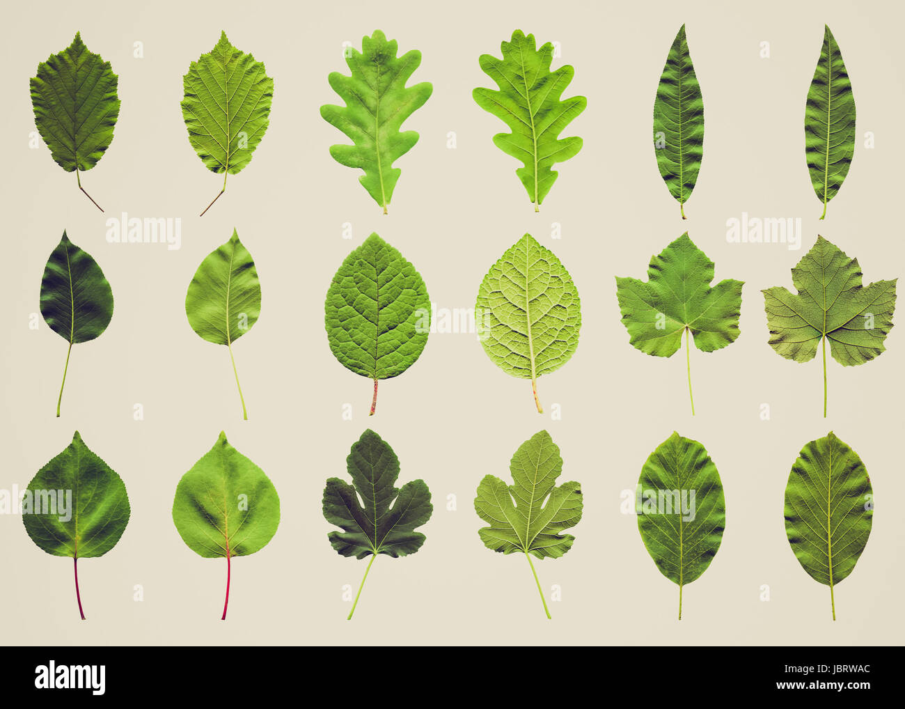 Vintage retro looking Tree leaves collage - isolated over white ...