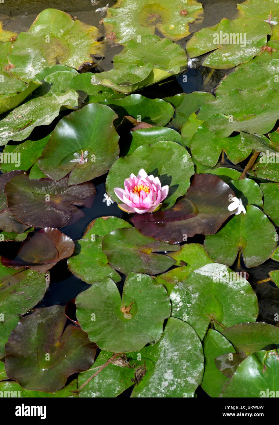 Water nymphs plant hi-res stock photography and images - Alamy