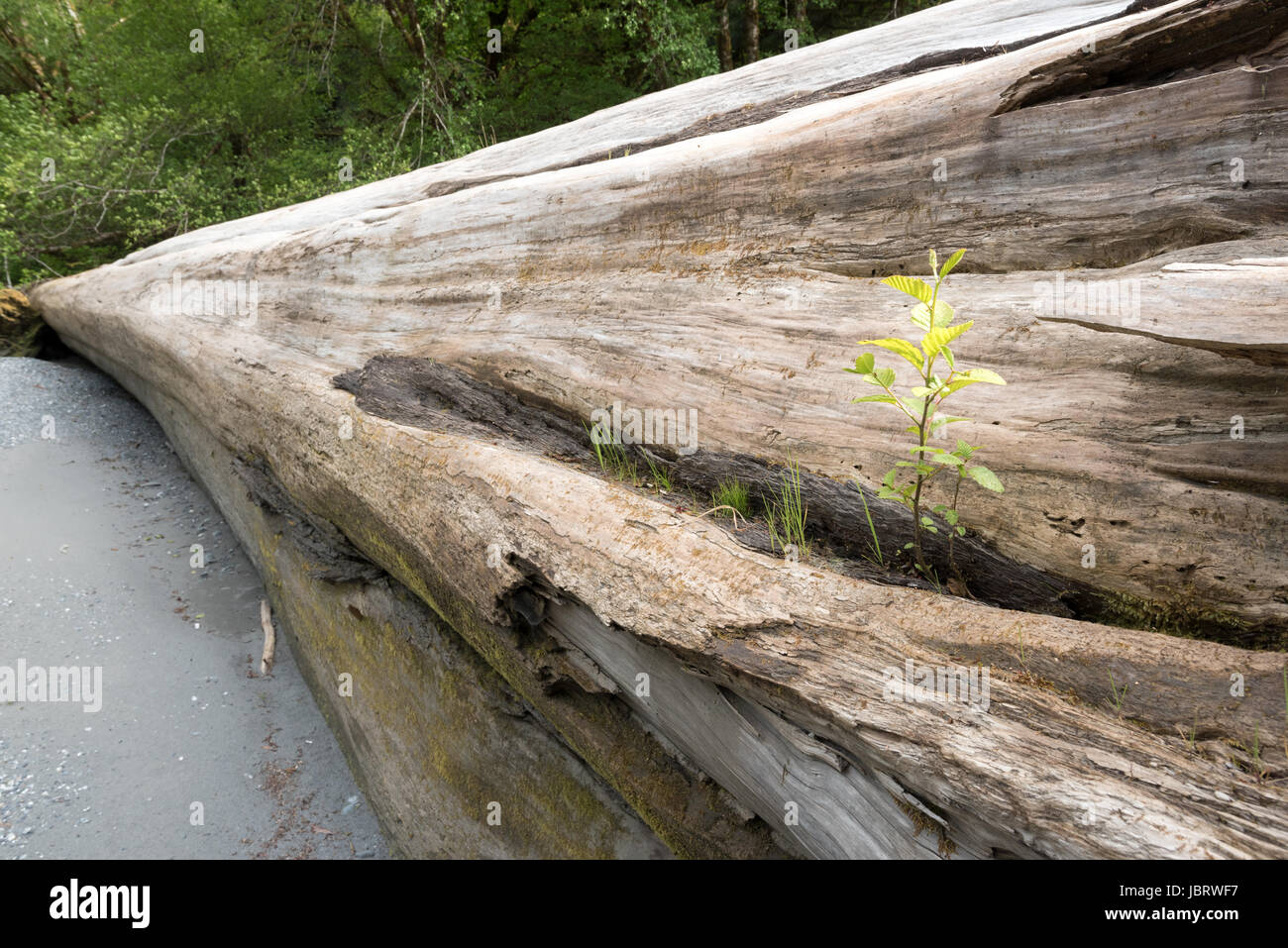 Alder sapling and grass growing on the trunk of a redwood log along ...