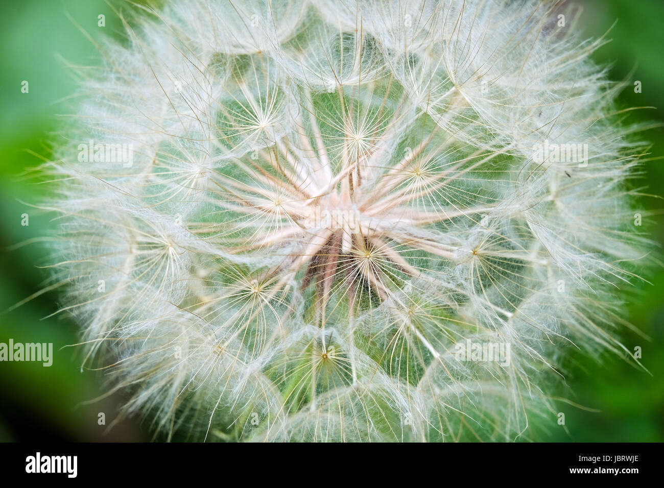 Pusteblume Nahaufnahme, Pflanze mit Samen in der Natur Stock Photo - Alamy