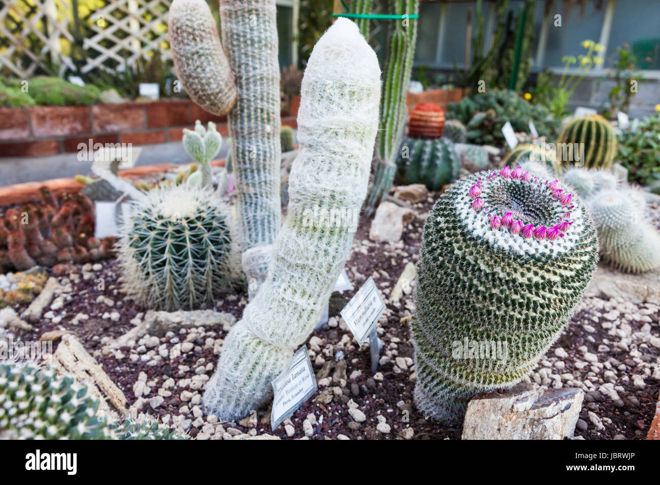 Interior of a cactus greenhouse; detail of the plantation banch Stock ...