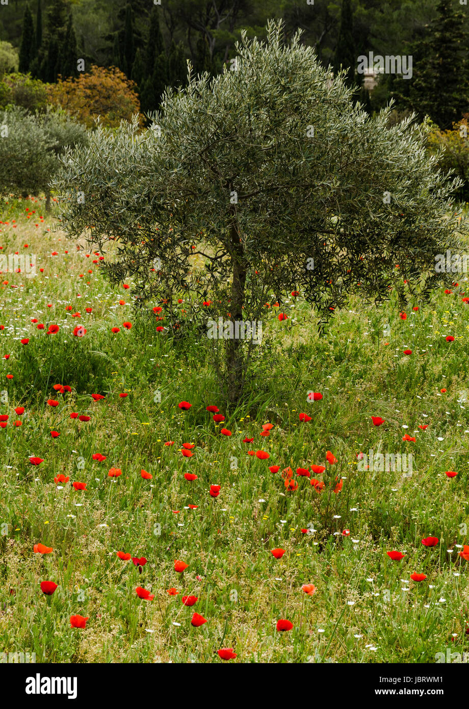 poppies and an olive tree Stock Photo - Alamy