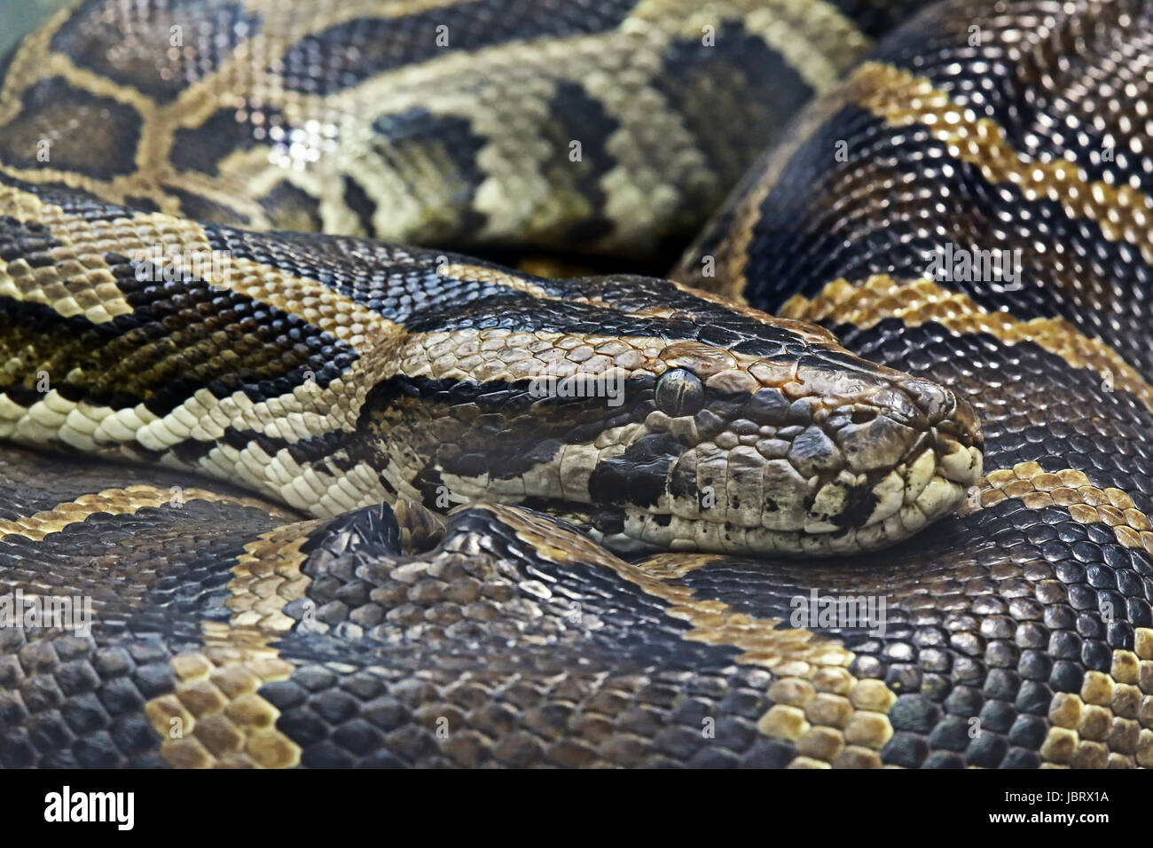 Tigerpython High Resolution Stock Photography and Images - Alamy