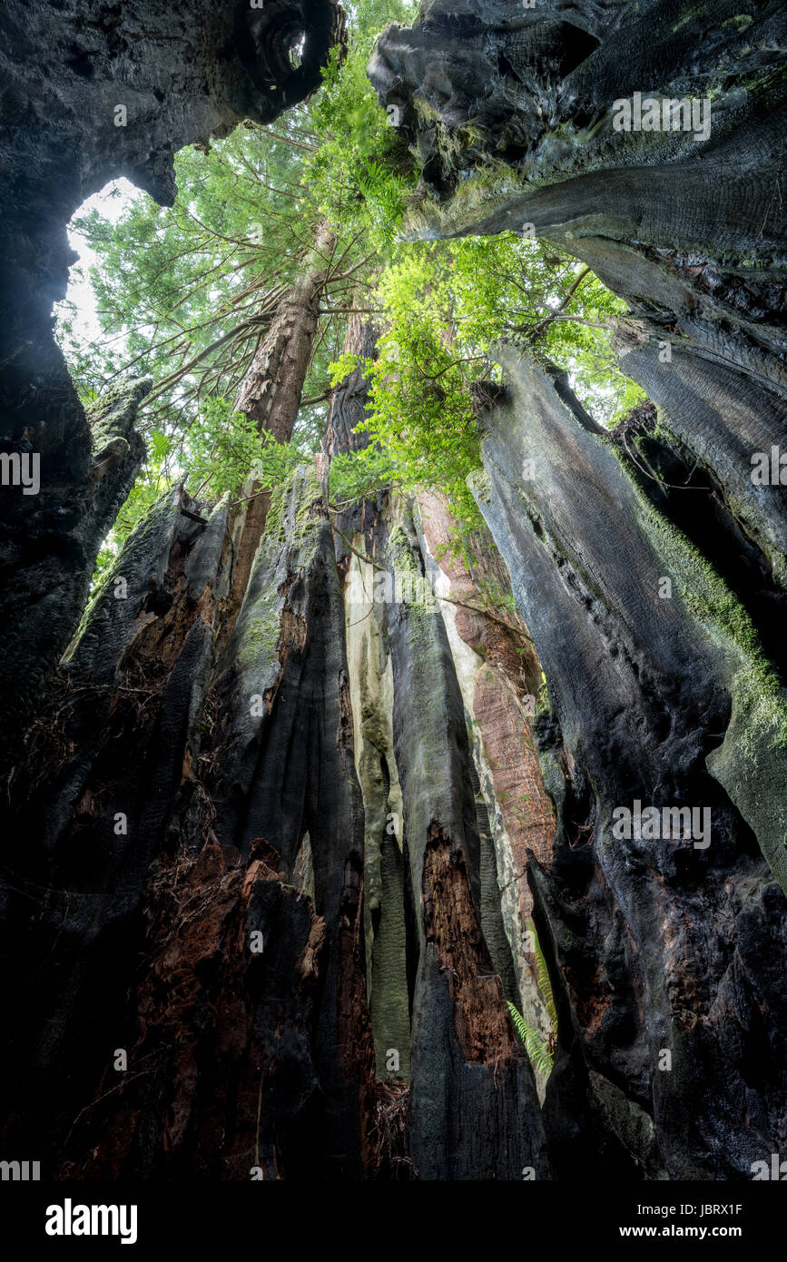 Burnt redwood tree trunk hi-res stock photography and images - Alamy