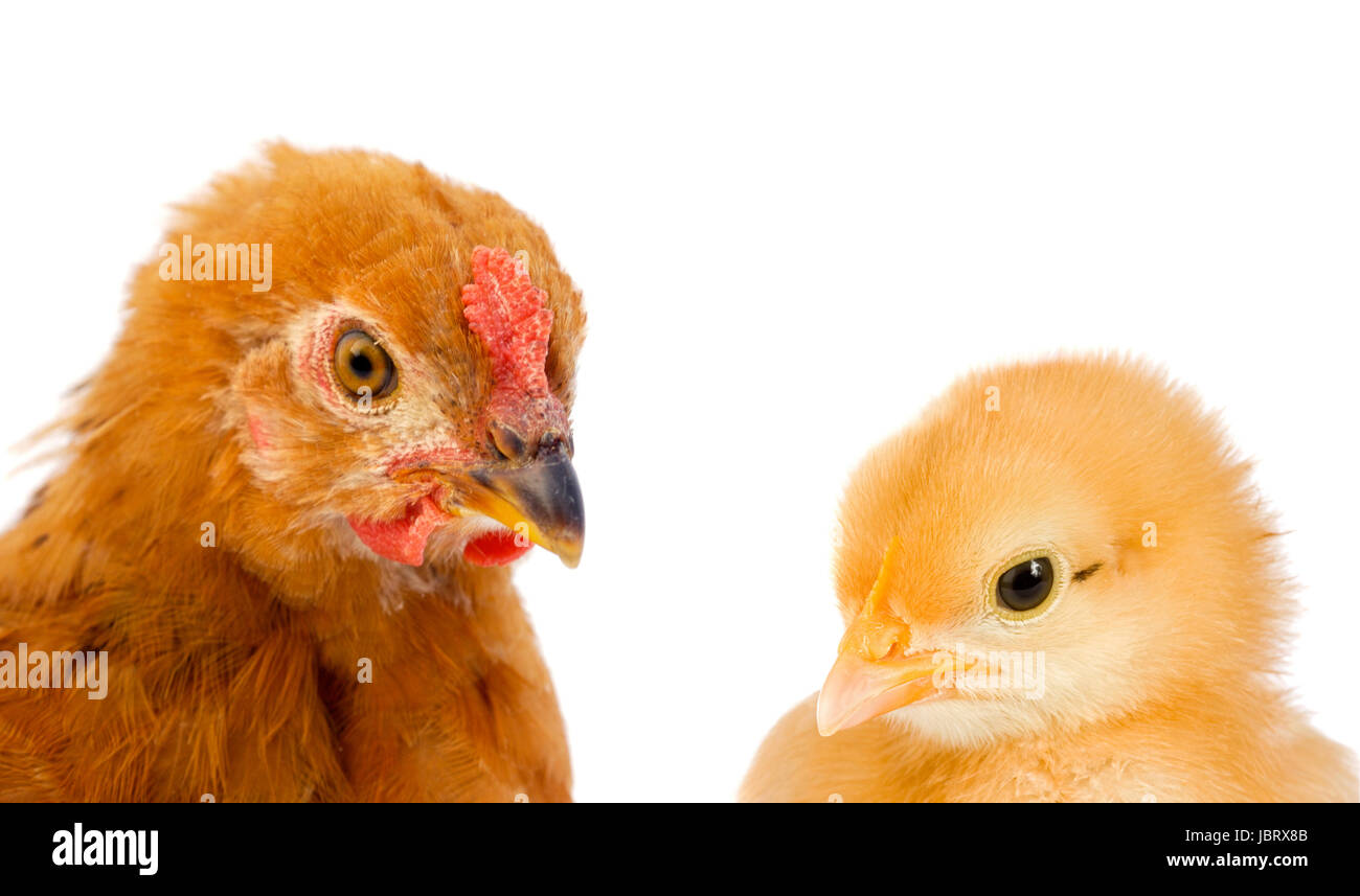 Closeup of a hen with her chicks isolated on white background Stock ...