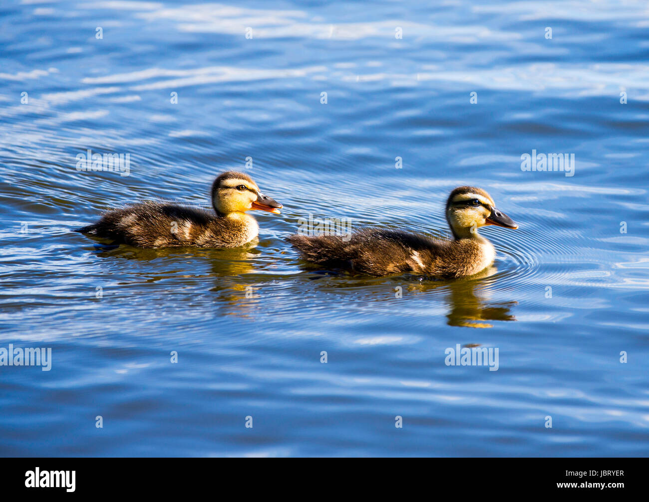 Grey ducklings hi-res stock photography and images - Alamy
