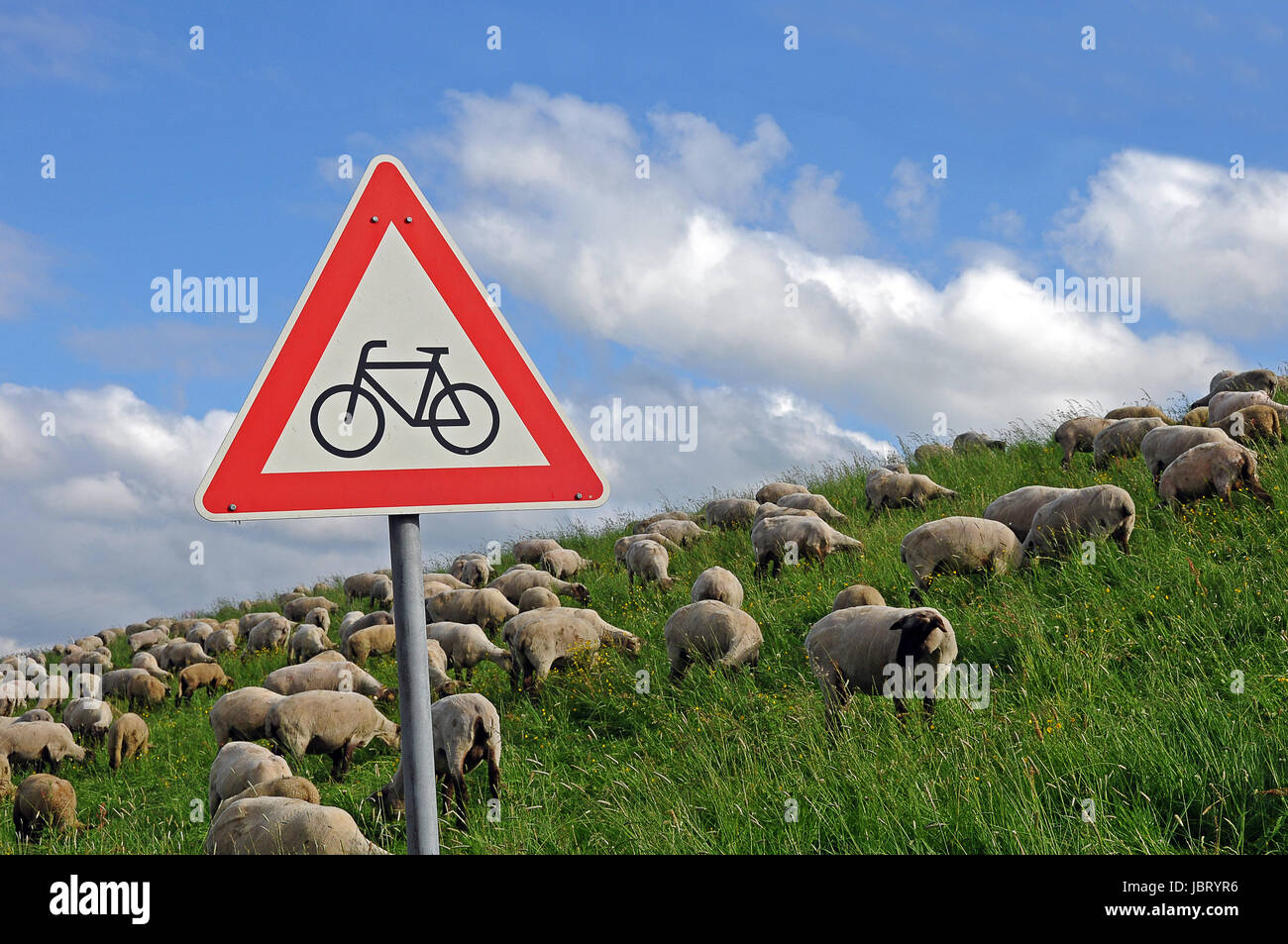 sheep and road sign Stock Photo - Alamy