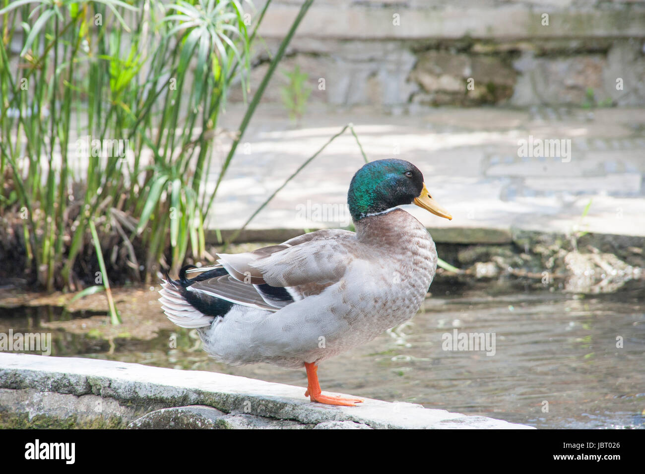 fresh water pond Stock Photo - Alamy
