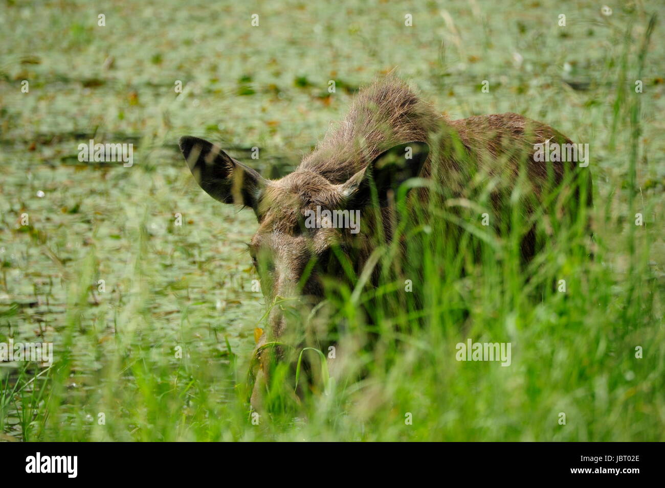 Eurasian elk (Europe Stock Photo - Alamy