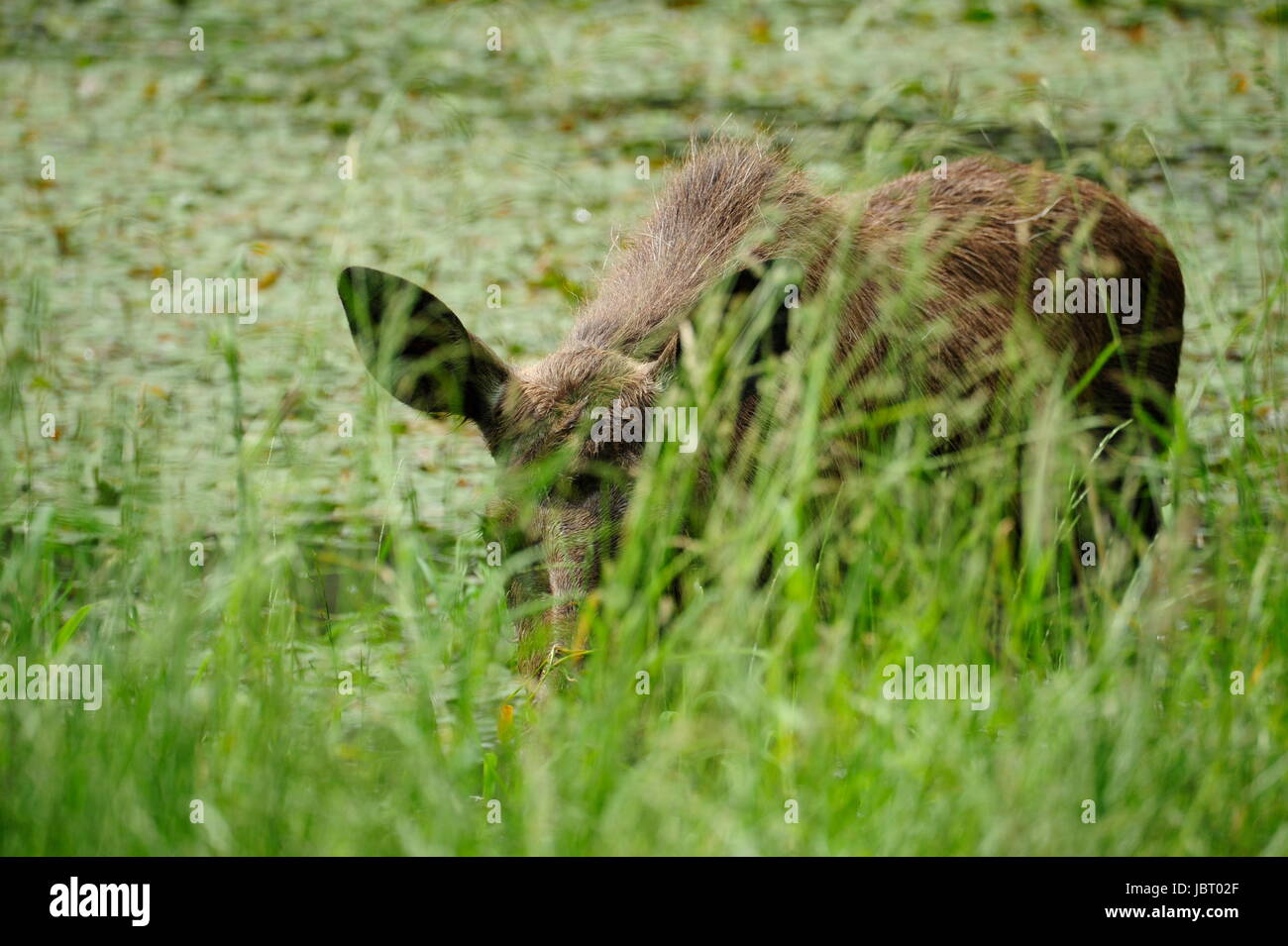 Eurasian elk (Europe Stock Photo - Alamy