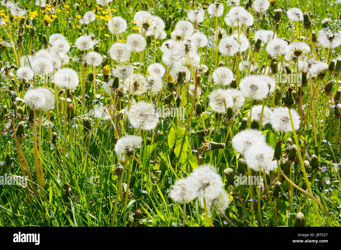 Closeup of Peaceful Meadow with Dandelion in Spring Stock Photo - Alamy