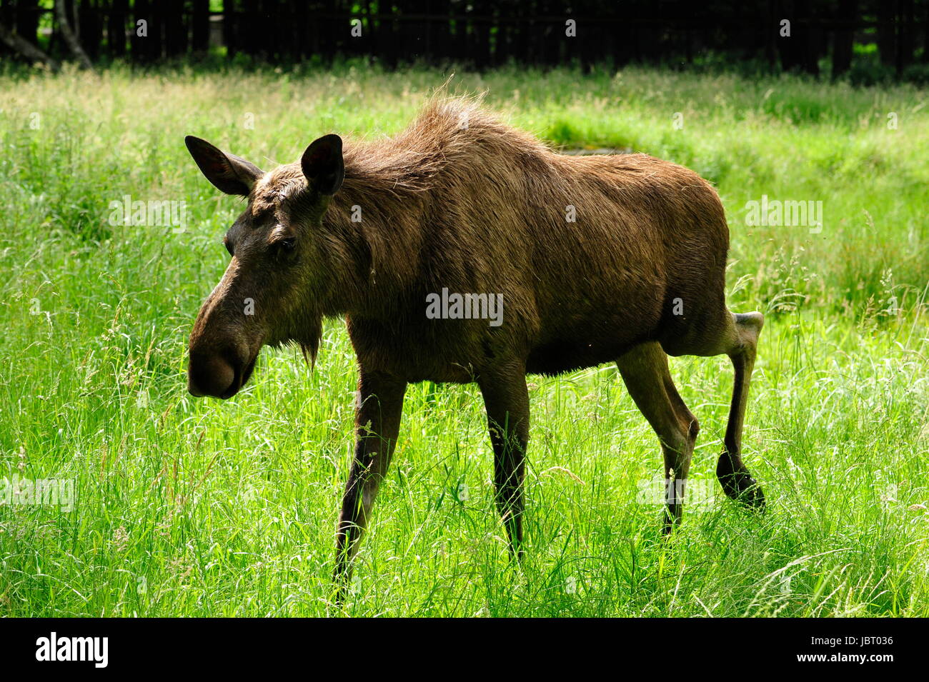 Eurasian elk landscape hi-res stock photography and images - Alamy