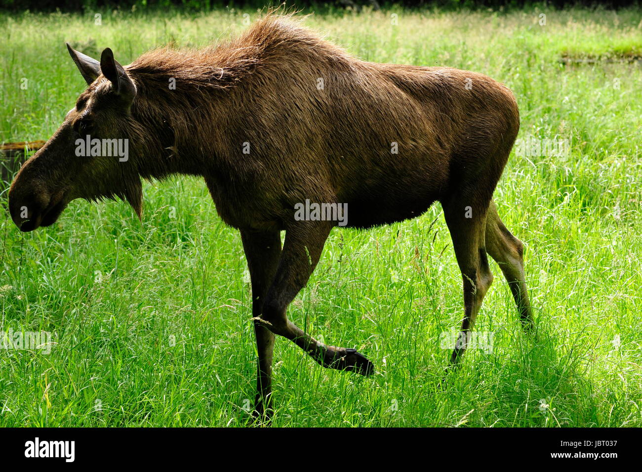 Eurasian elk (Europe Stock Photo - Alamy