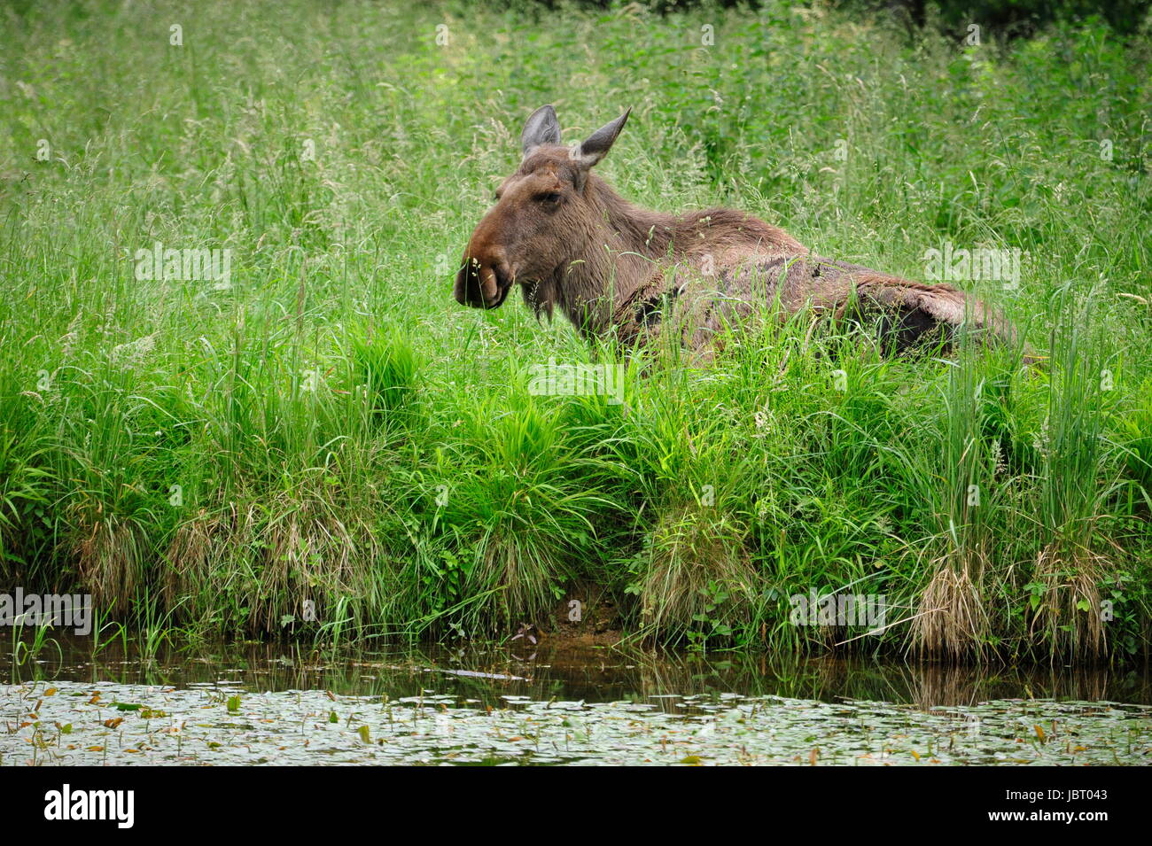 Eurasian elk (Europe Stock Photo - Alamy