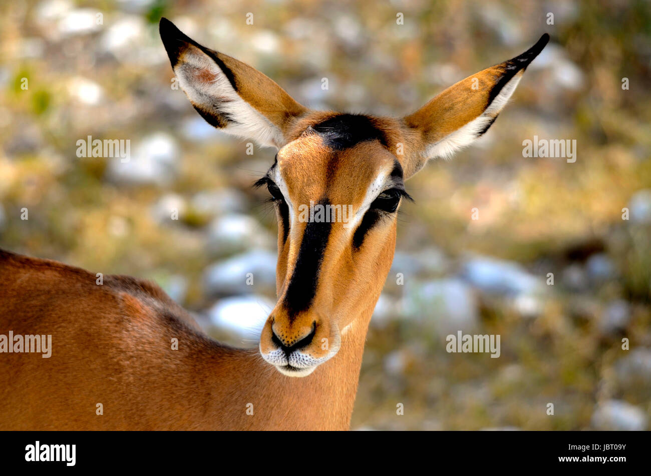 a close up of an antelope in southern africa Stock Photo - Alamy