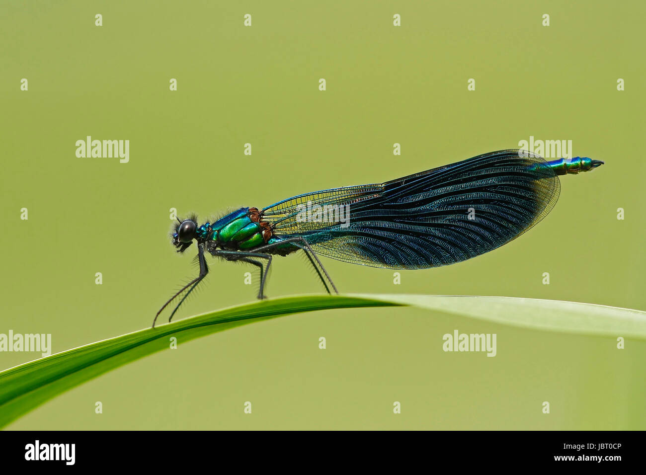 Rare dragonflies hi-res stock photography and images - Alamy