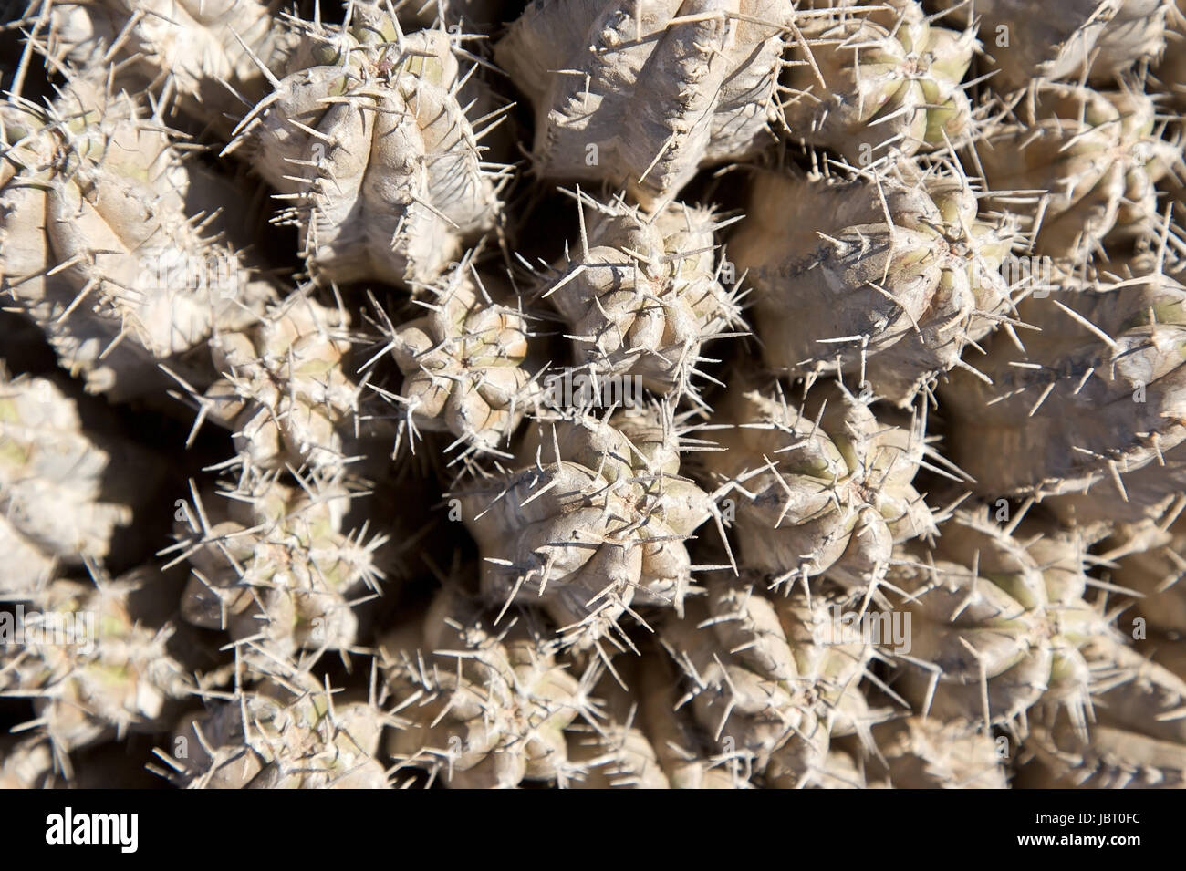 Natural texture: cactus plant Stock Photo - Alamy