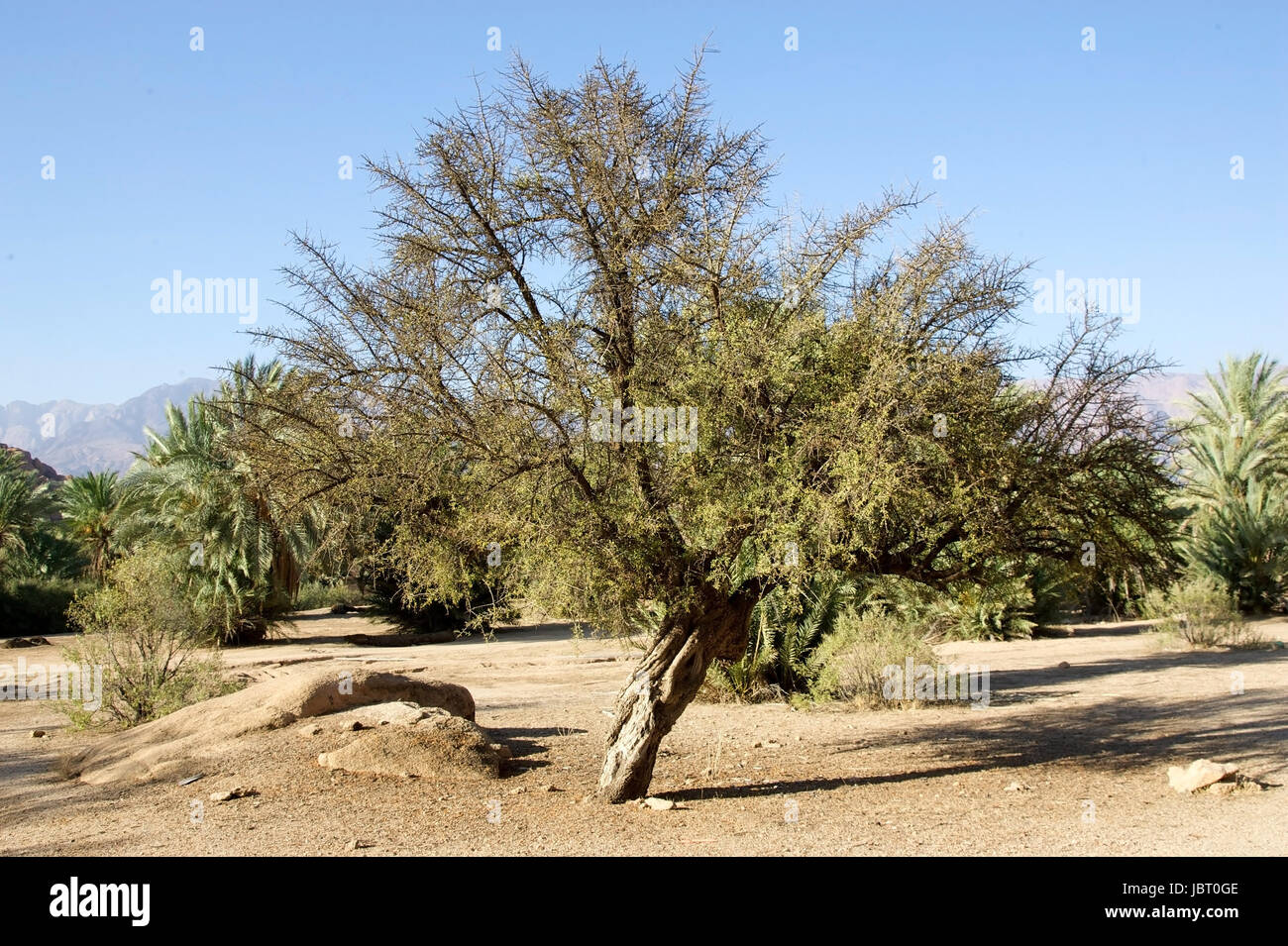 Argan tree in the South of Morocco Stock Photo - Alamy