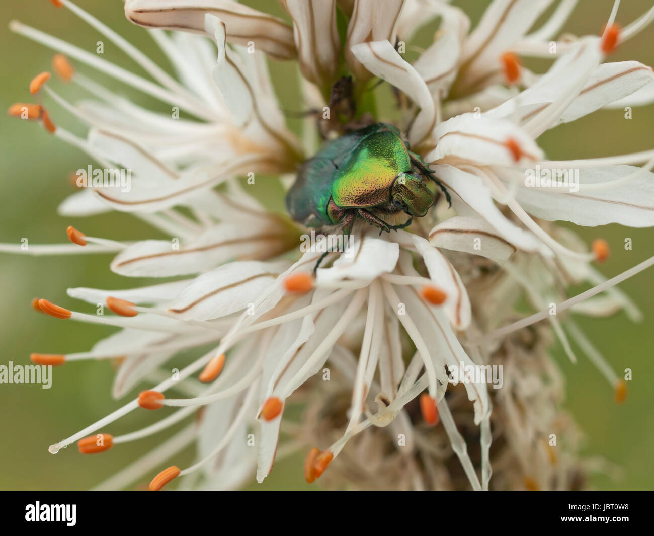 Close up of Green bug, rose chafer, cetonia aurata on lilly flower ...