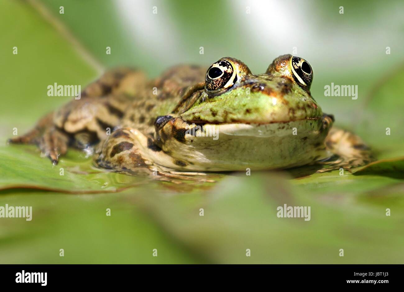 frog in wait Stock Photo - Alamy