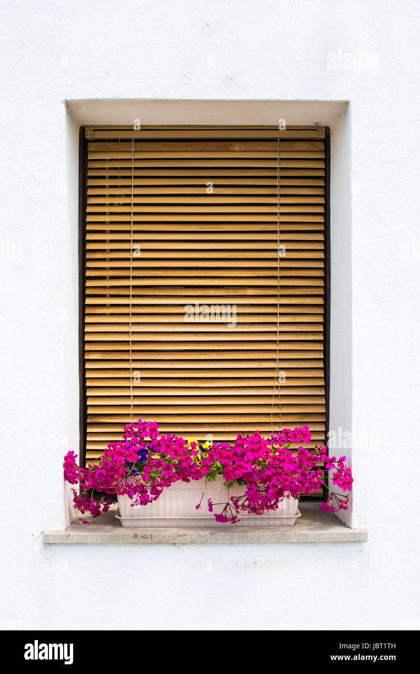 White wall and venetian style windows with pink flowers Stock Photo - Alamy