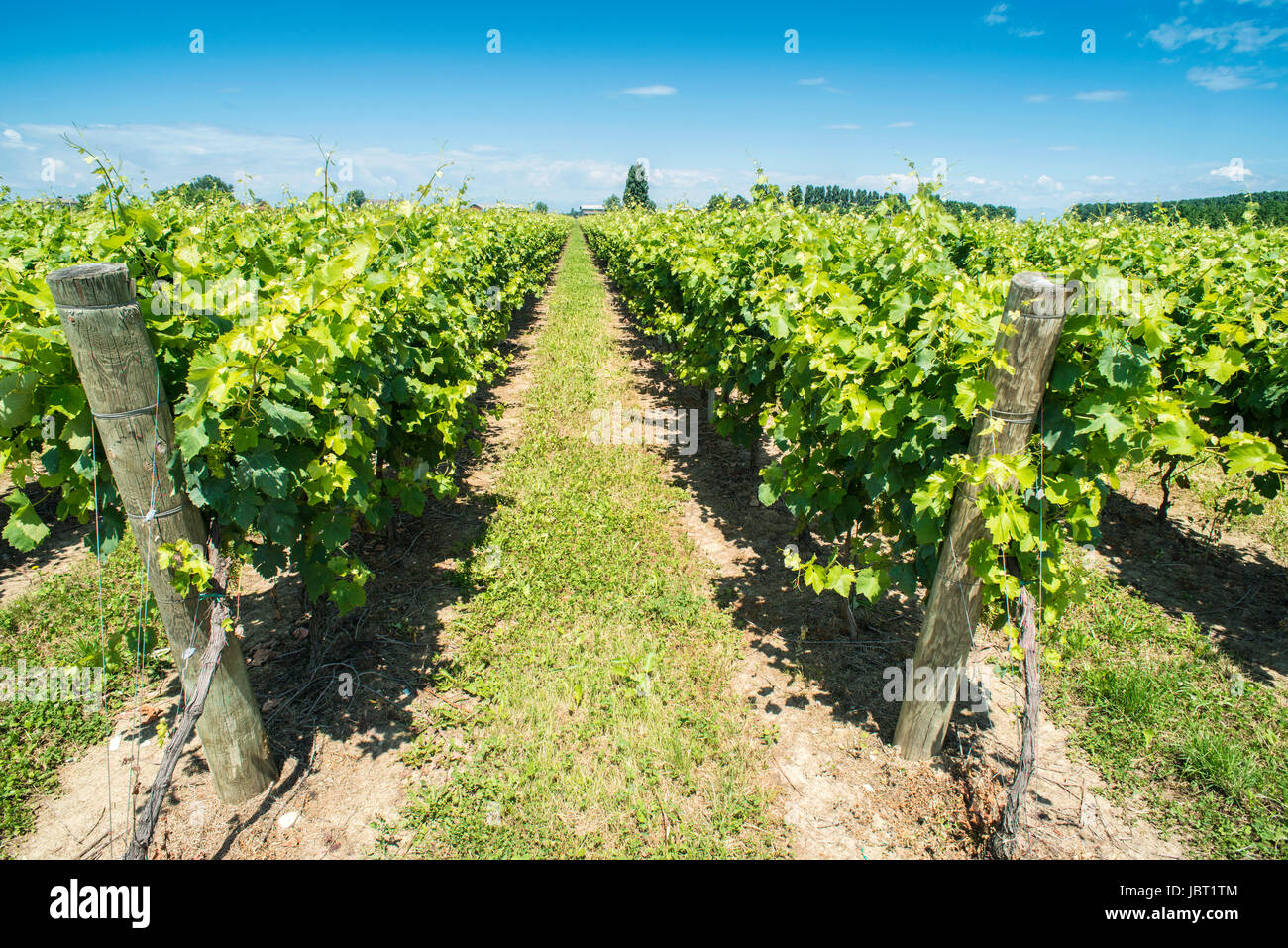 Green Vineyards field. Blue sky and sunlight Stock Photo - Alamy