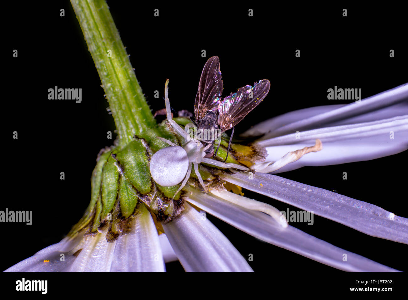 M vatia hi-res stock photography and images - Alamy